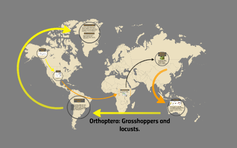 Anatomy of a Locust by zachary lee on Prezi