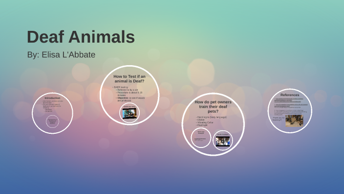 Deaf Animals by Elisa L'Abbate10 on Prezi