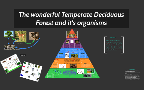 The wonderful Temperate Deciduous Forest by Lexi Snell-Marsters on Prezi