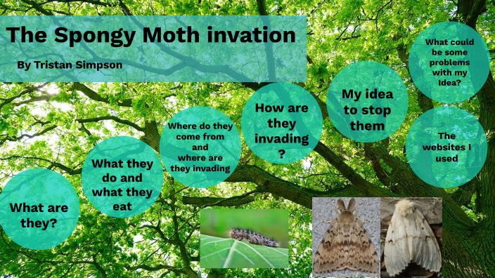 Invasion of the Spongy Moth - Tristan Simpson by Tristan Simpson on Prezi
