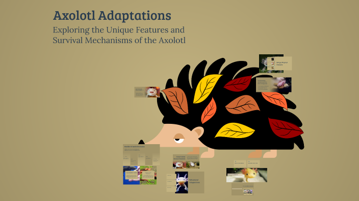 Axolotl Adaptations by Edward DeGidio on Prezi