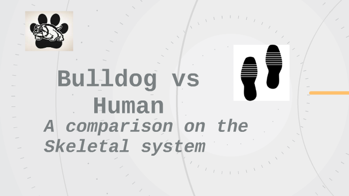 Tiger vs Human by Orlando Tasi on Prezi