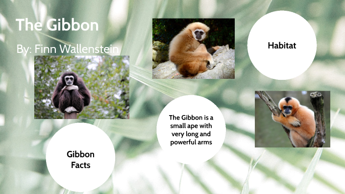 The Gibbon by Finn Wallenstein on Prezi