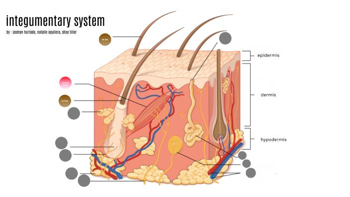 integumentary system by Jasmyn Hurtado on Prezi