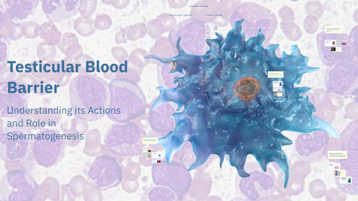 Testicular Blood Barrier by desktop samsung on Prezi