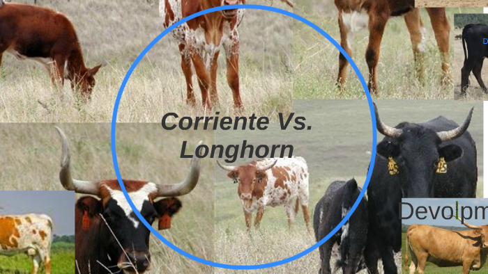 Corriente Vs. Longhorn by JD Enright on Prezi