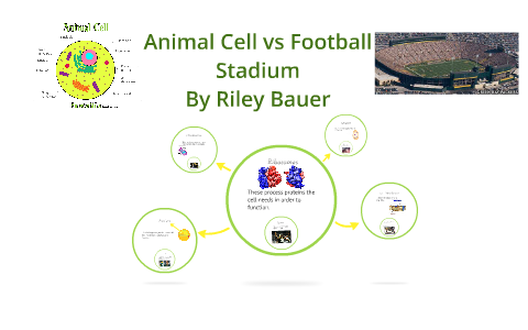 Animal cell vs Football Stadium by Riley Bauer on Prezi