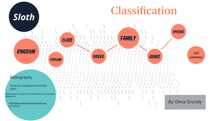 Sloth Classification by Olivia Grundy on Prezi