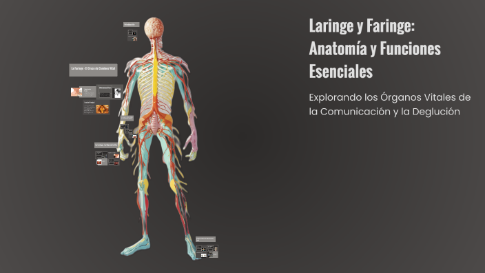 Laringe y Faringe: Anatomía y Funciones Esenciales by jhorel guerrard ...