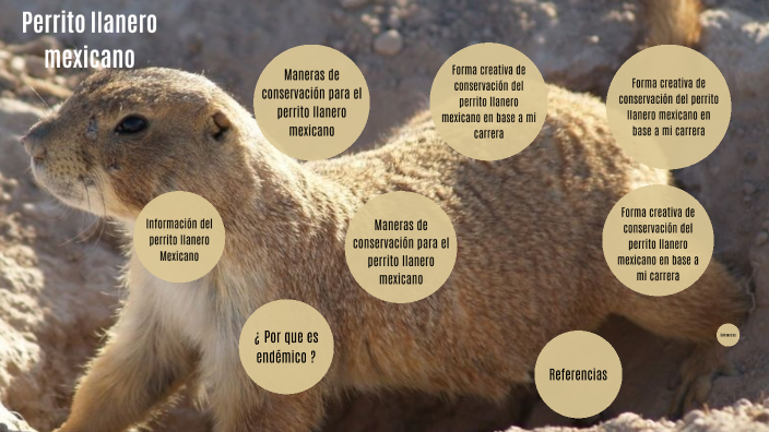 Perrito llanero mexicano by Emiliano Espinosa on Prezi Perrito llanero mexicano by Emiliano Espinosa on Prezi