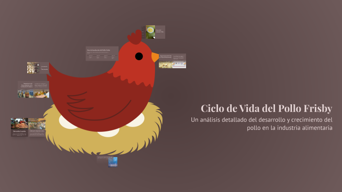 Ciclo de Vida del Pollo Frisby by Sandra Milena Bonilla Cely on Prezi