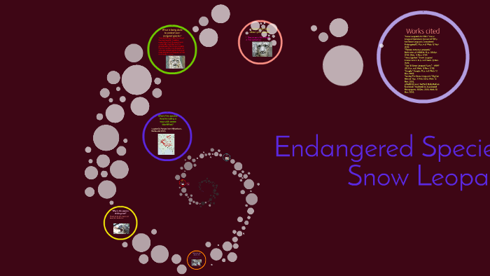 Endangered Species ; Snow Leopard by Destiny Emmons on Prezi