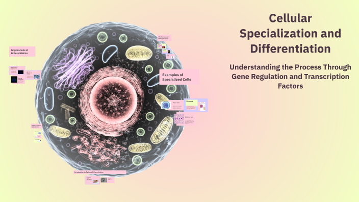 Cellular Specialization and Differentiation by Aubrey Sinople on Prezi