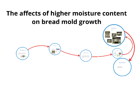 The affects of higher moisture content on bread mold growth by Jack ...