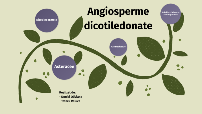 Angiosperme dicotiledonate by oliviana donici on Prezi