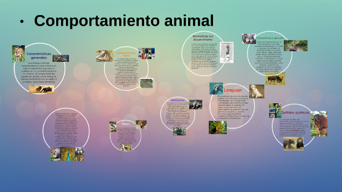 Comportamiento animal by daniela zazueta on Prezi