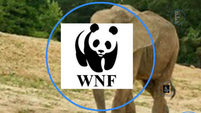 hoe is het wnf ontstaan? by ceylan sasmaz on Prezi