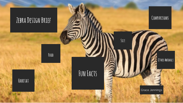 Zebra Presentation by Grace Jennings on Prezi