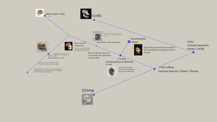 Human Evolution family tree spring by Saima Vera on Prezi