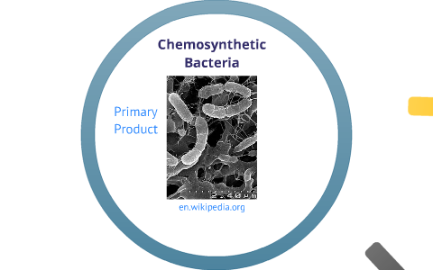 Abyssal Food Web by Haley Ferguson on Prezi