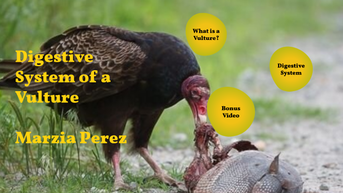 Vulture Digestive System by Marzia Perez on Prezi