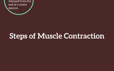 Steps of Muscle Contraction by Rylee Hasbrouck on Prezi
