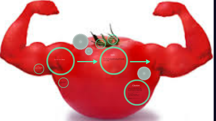 Flavr Savr Tomato by Aaron Yoder on Prezi