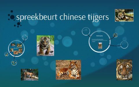 spreekbeurt chinese tijgers by shanna de wulf on Prezi