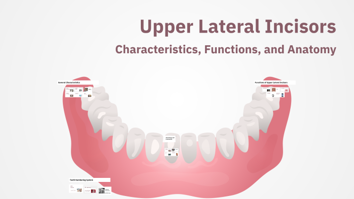 Upper Lateral Incisors by AMER HEGAZY on Prezi