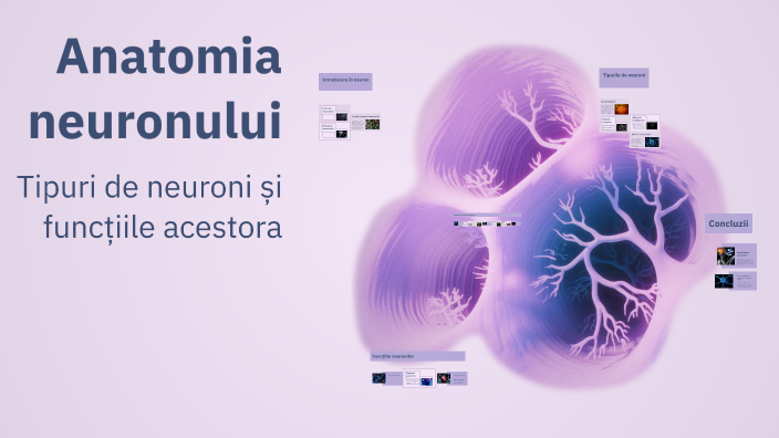 Anatomia neuronului by Bostan Petronela on Prezi