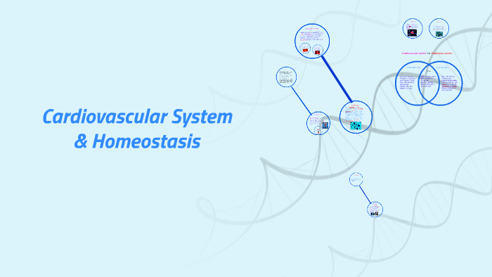 Cardiovascular System & homeostasis by ciara gooden on Prezi