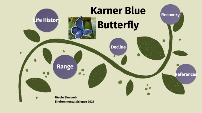 Karner Blue Butterfly by Nicole Slocomb on Prezi