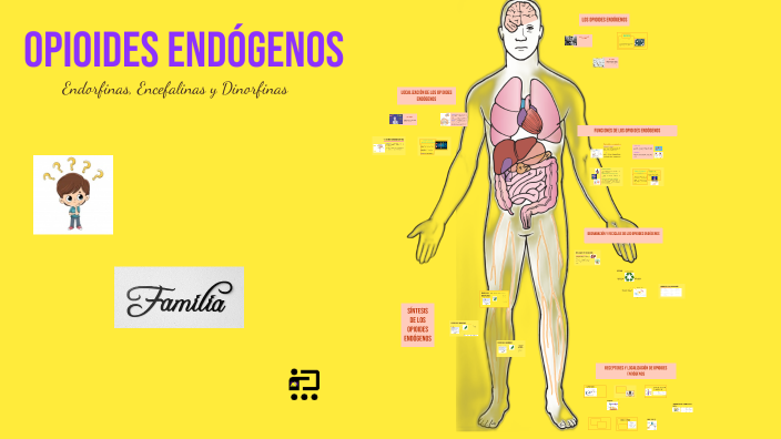 Opioides Endógenos by Kerly Egas on Prezi