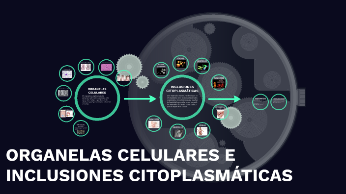 ORGANELAS E INCLUSIONES CITOPLASMATICAS by Obed Huaman Salazar on Prezi
