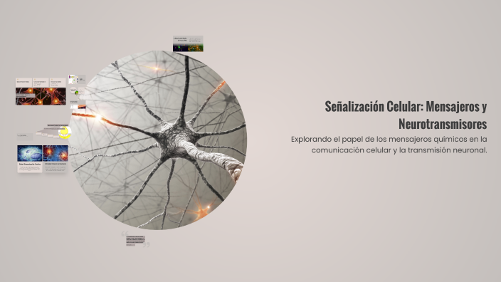 Señalización Celular: Mensajeros y Neurotransmisores by Maria Guadalupe ...