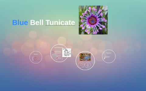 Blue Bell Tunicate by anna knudsen on Prezi