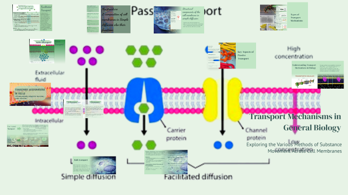 Transport Mechanisms in General Biology by Ashton Mikhail Malabonga on ...