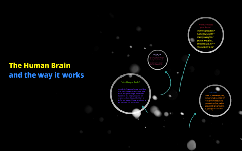 The Human Brain by Leah Cheek on Prezi