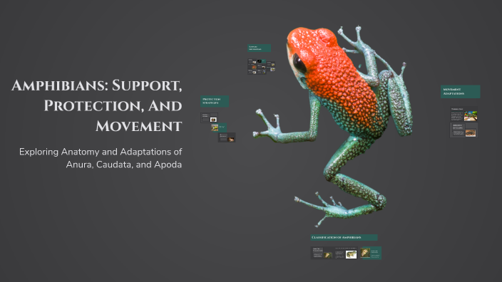 Amphibians: Support, Protection, And Movement by Jackson Zenn on Prezi
