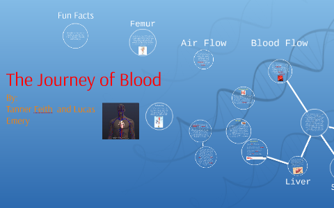 The Journey of Blood by Tanner Feith on Prezi
