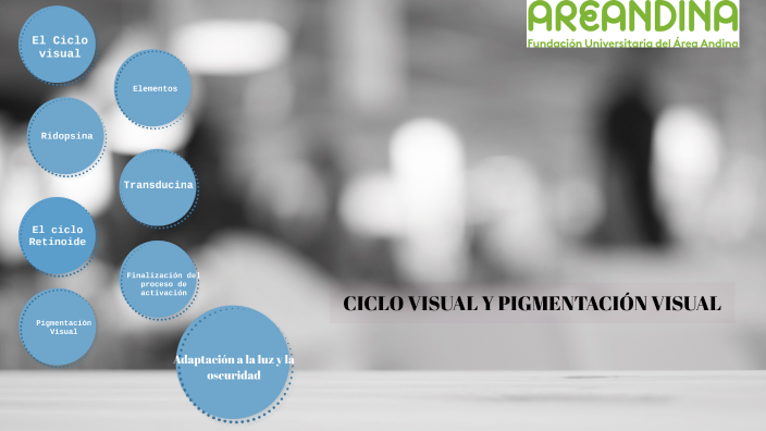 CICLO VISUAL Y PIGMENTACIÓN VISUAL by Pedro Ascanio Abril on Prezi