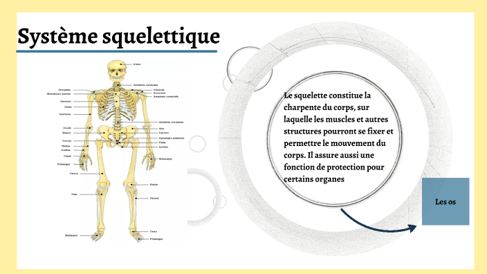 Système squelettique by Raphael et Mathias Sevault et Martin on Prezi