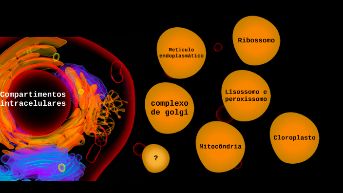 Compartimentos intracelulares by Sara Nállia on Prezi