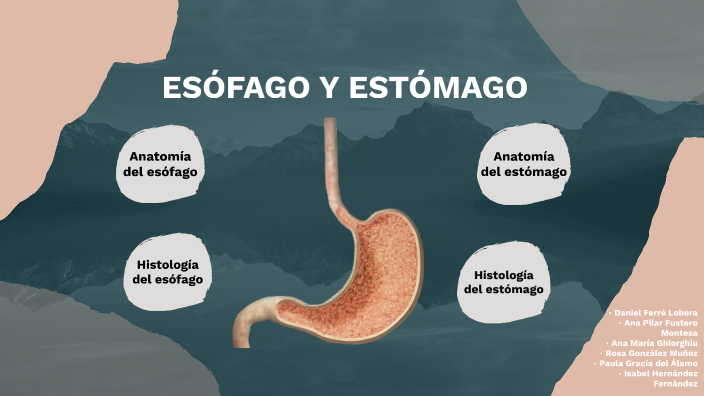 ESÓFAGO Y ESTÓMAGOAnatomía e Histología by Ana Ghiorghiu on Prezi