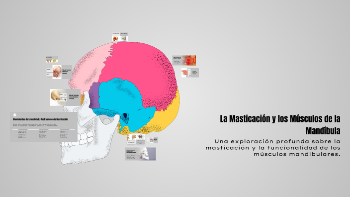 La Masticación y los Músculos de la Mandíbula by FERNANDA MARTINEZ ...