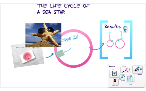 The Life Cycle Of A Sea Star by Caitlin Gill on Prezi
