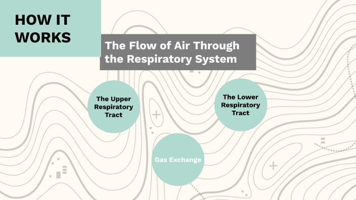 The Flow of Air Through the Respiratory System by Candice Lamouri on Prezi