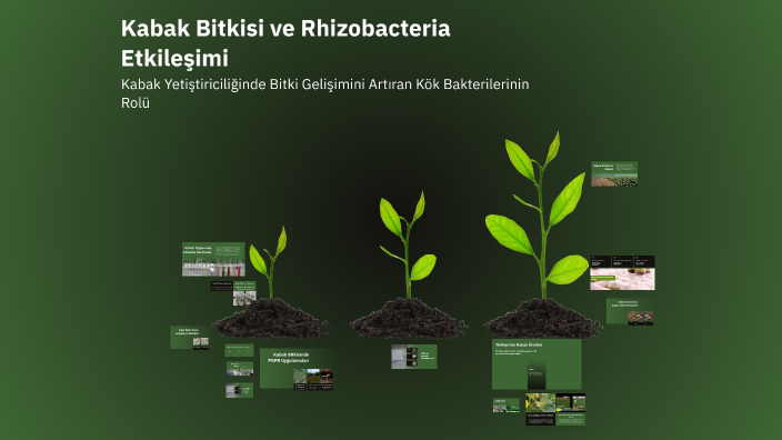 Kabak Bitkisi ve Rhizobacteria Etkileşimi by batuhan aydemir on Prezi