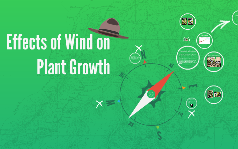 Effects of Wind on Plant Growth by Tyler Roche on Prezi