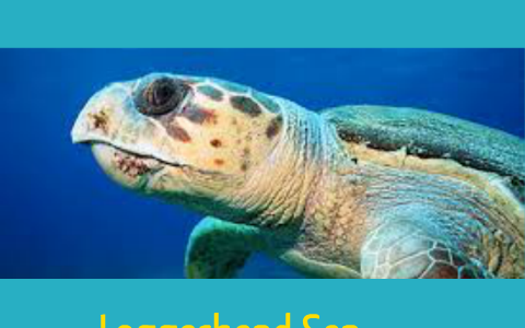 Sea Turtles Food Web by Nathaniel Hiott on Prezi